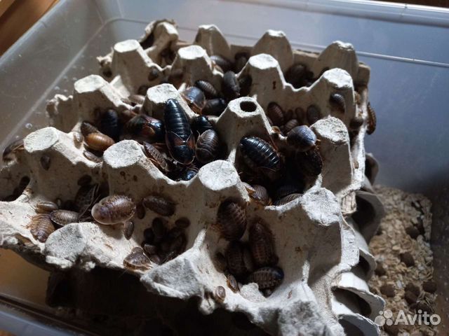 Аргентинский таракан (Blaptica dubia)
