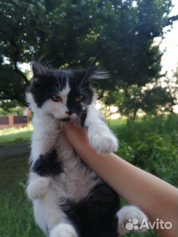 Кошечка 4 мес