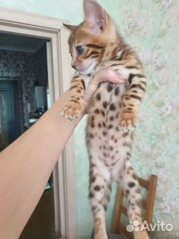 Бенгальская кошка