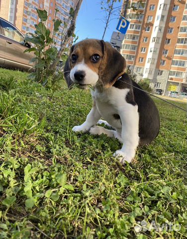 Бигль сучка на вязку