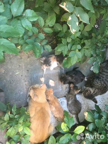 Отдаем котят в добрые руки абсолютно бесплатно, ма