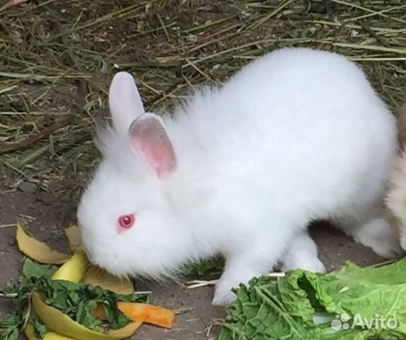 Кролики белый паннон