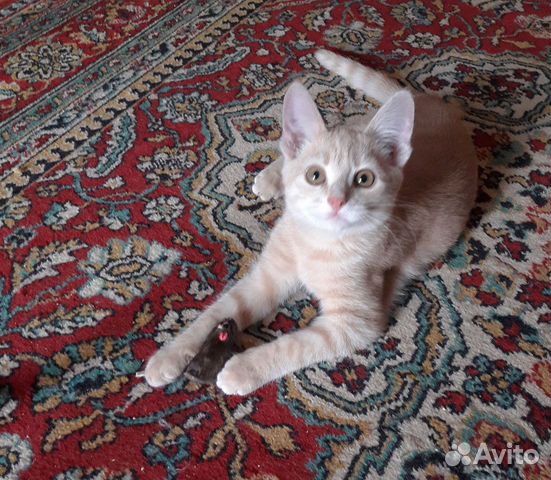 Котенок Соня в добрые руки (девочка, 2 месяца)