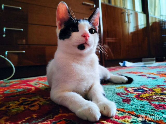 Котёнок Беляш