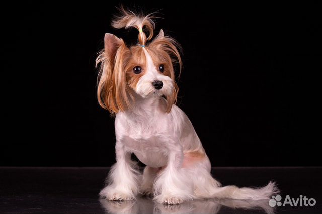 Бивер йорк кобель для вязок