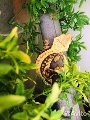 Самка и самец реснитчатого бананоеда