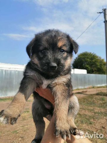 Щенок с разноцветными глазками