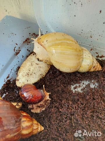 Улитки ахатины