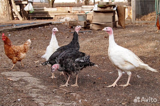 Индюки индюшата