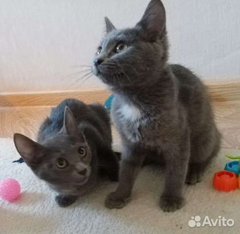 Русские голубые котята
