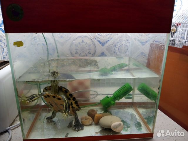 Черепаха желтоухая