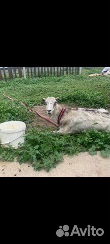 Дойная коза