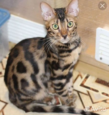 Бенгальская кошка (потеряшка) бегает возле подъезд