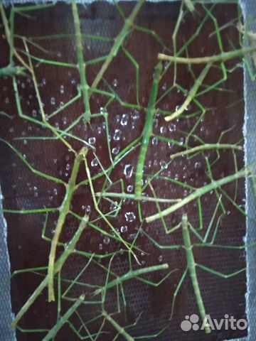 Аннамские палочники