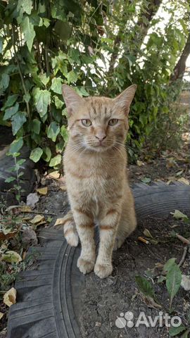 Рыжий кот в добрые руки
