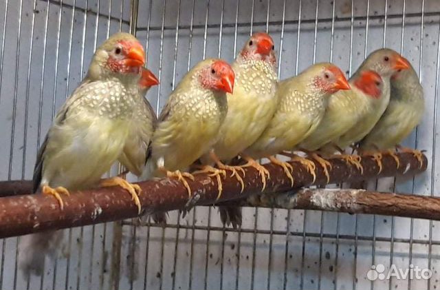 Тростниковый астрильд