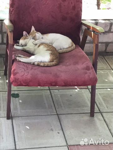 Котята рыжие бесплатно