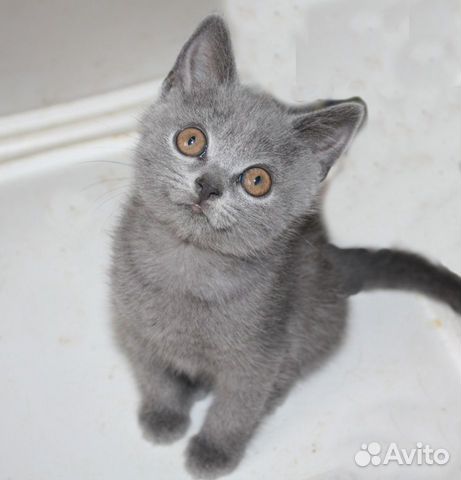 Британский голубой 59 дней