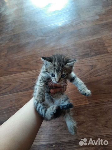 Кошка подкидышь