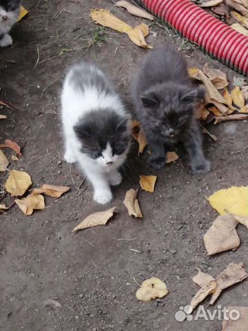 Котята дымчатые пушистые