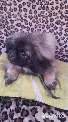 Щенки пекинеса