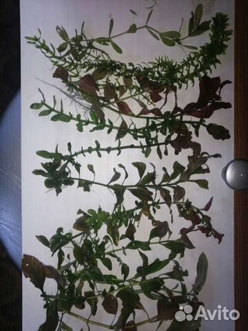 Растения для аквариума