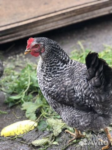 Куры доминант