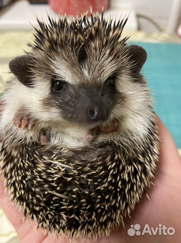 Продам африканского декоративного ежика