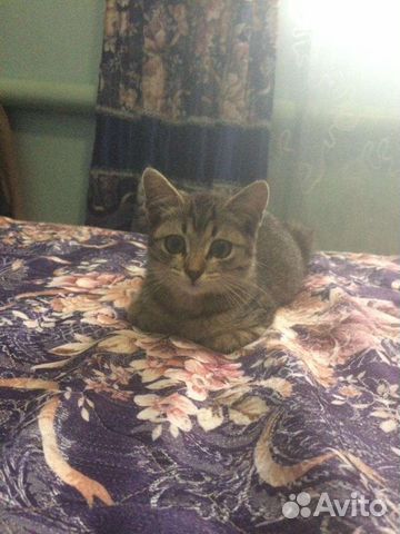 Котенок
