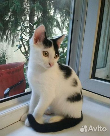 Котята в дар