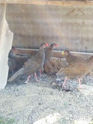 Фазан серебристый