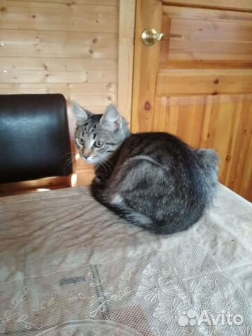 Котенок девочка 4 мес