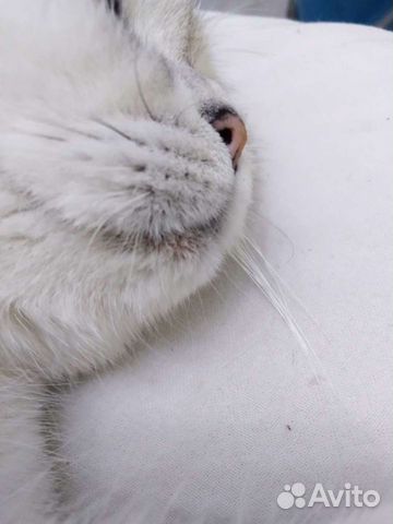 Кошка в дар