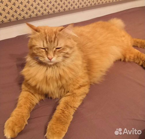 Кошка в дар