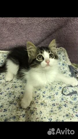 Сибирская метис (мальчик 1,5 мес)