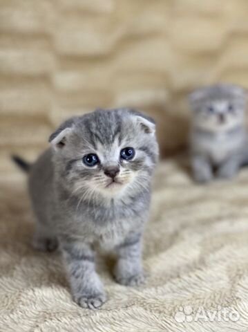 Шотландские котята