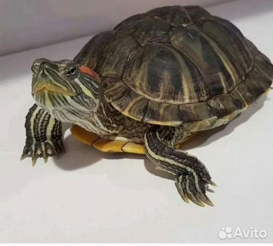 Красноухая черепаха бесплатно