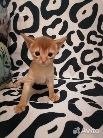 Абиссинские девчонки