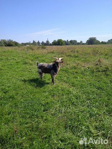 Козы и козлята