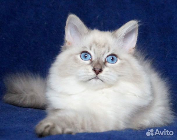 Невская маскарадная