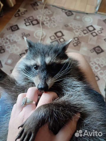 Енот полоскун
