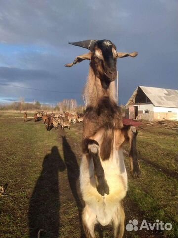 Нубийские козы