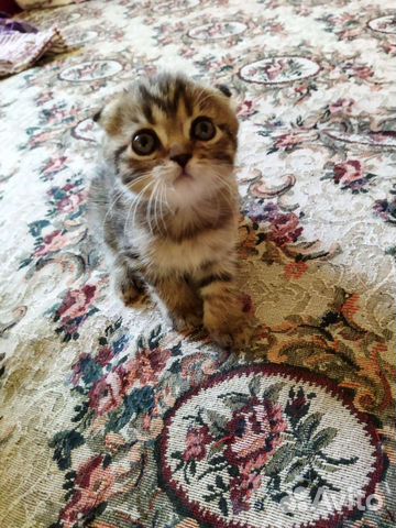 Шотландская