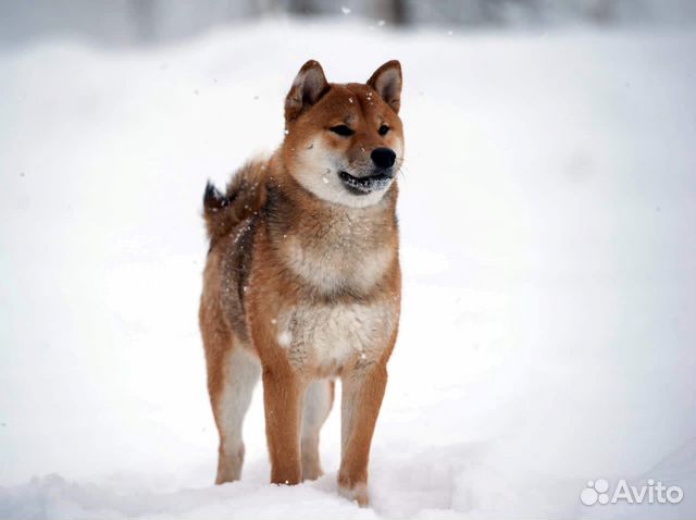 Мужчина красавец shiba приглашает невест на вязку