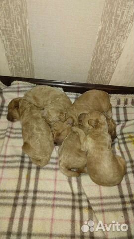 Карликовый пудель