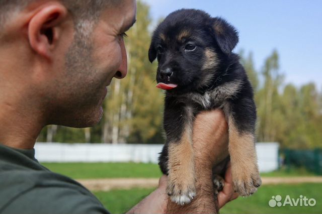 Крохотный щенок из приюта в добрые руки