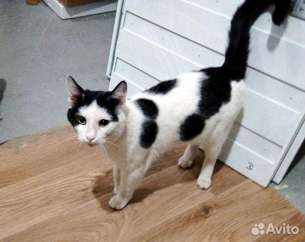 Спасенный котик