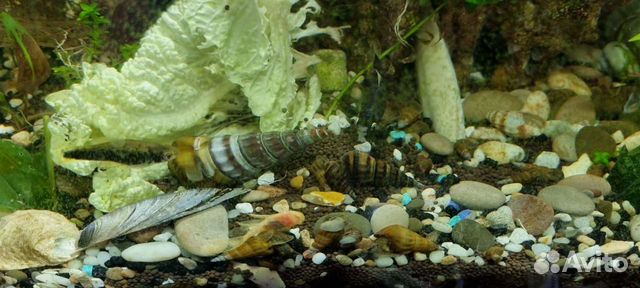 Улитка Геркулес