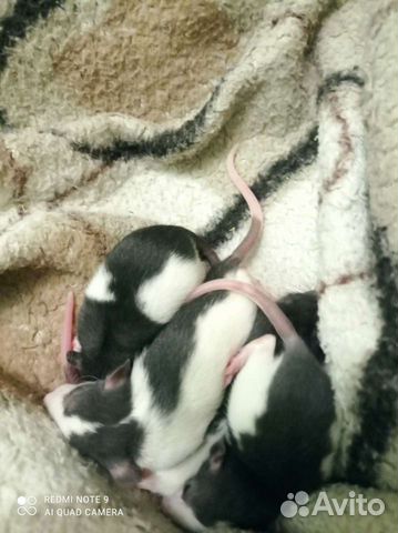 Крысята дамбо 100, 13шт, оптом по 50р