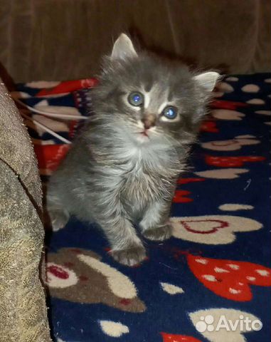 Британские котята